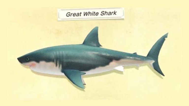 The Great White Shark In ACNH - How To Catch It? - Gamer Tweak