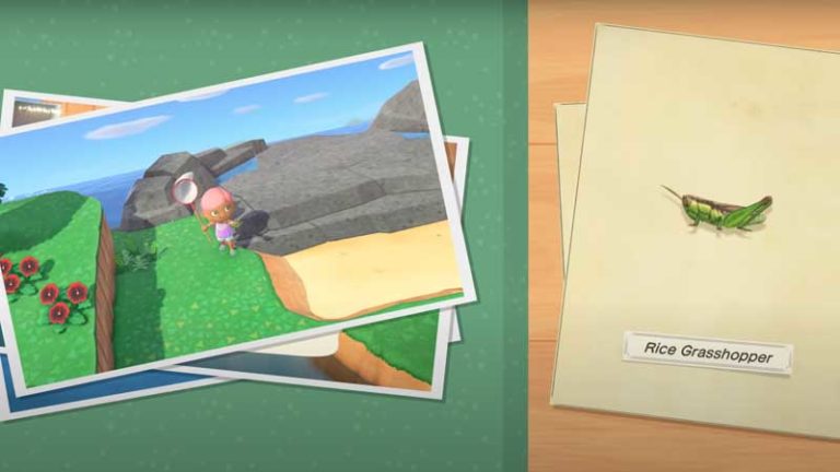 Rice Grasshopper (ACNH) How To Catch | Animal Crossing New Horizons