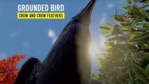 Grounded Bird Location: Where To Find Crow & How To Use Feathers