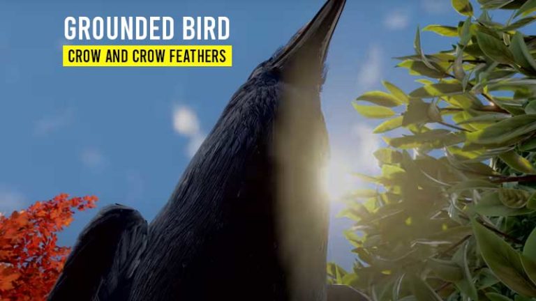 Grounded Bird Location: Where To Find Crow & How To Use Feathers