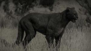 Where to find Legendary Cougar in RDR2 Online - Maza, Sapa & Iguga