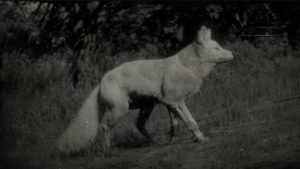 How to find Legendary Fox in RDR2 Online - Naturalist Role Quest
