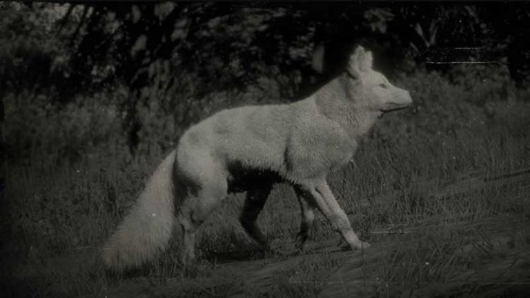 How to find Legendary Fox in RDR2 Online - Naturalist Role Quest