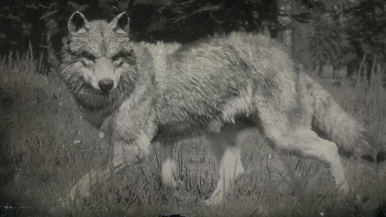 Find Rare Timber Wolves Quickly In Red Dead Online - Naturalist Task