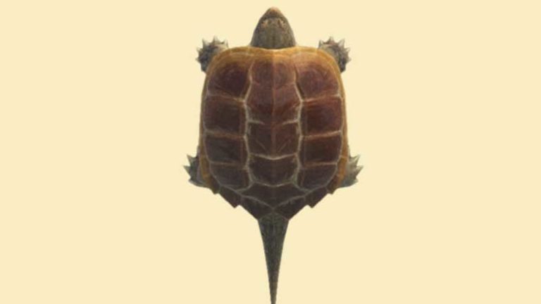 Animal Crossing New Horizons Bugs & Fish List - October 2020