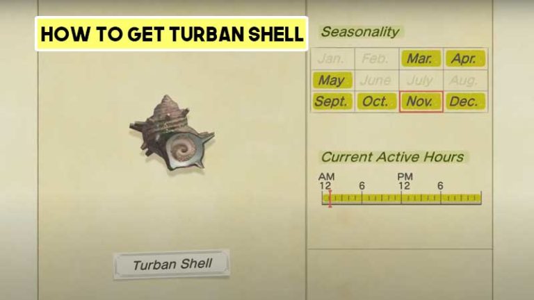 Turban Shell In Animal Crossing New Horizons: How To Catch