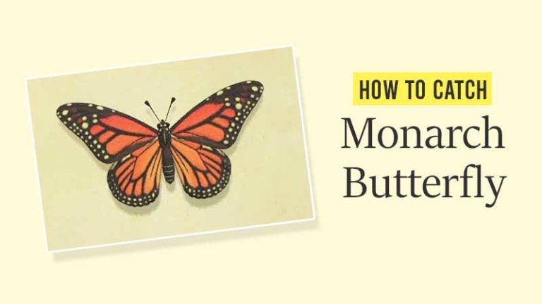Monarch Butterfly In ACNH: How To Catch, Sell Price, Location