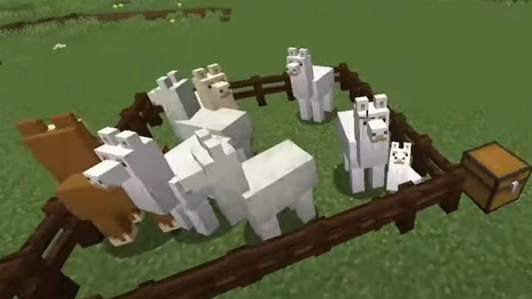 How To Breed Llamas in Minecraft (Breeding Steps)
