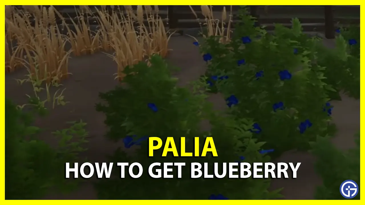 How To Get Blueberry In Palia (Harvest Blueberries) - Gamer Tweak